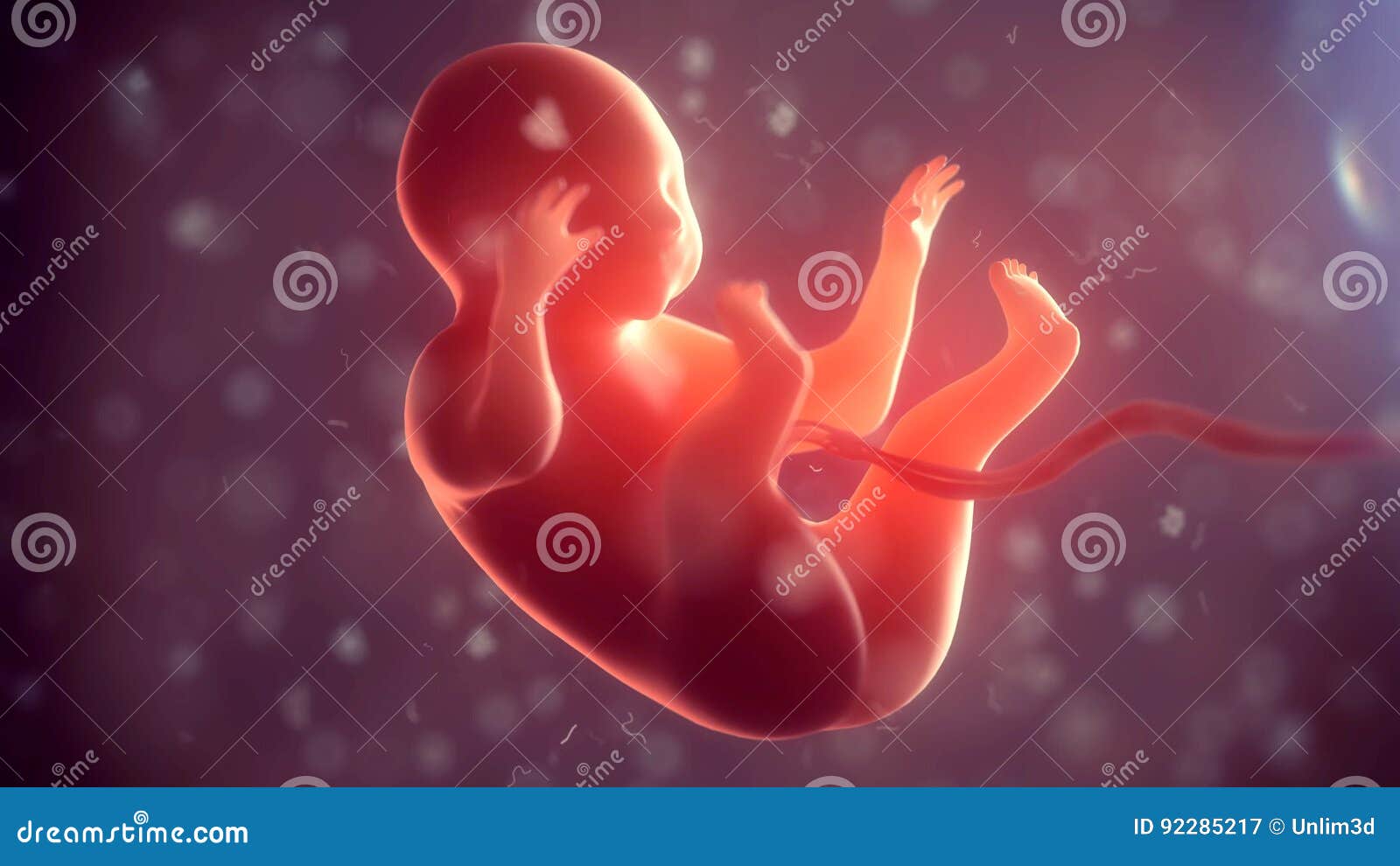 Human Embryo Inside Body. 3d Illustration Stock Illustration ...