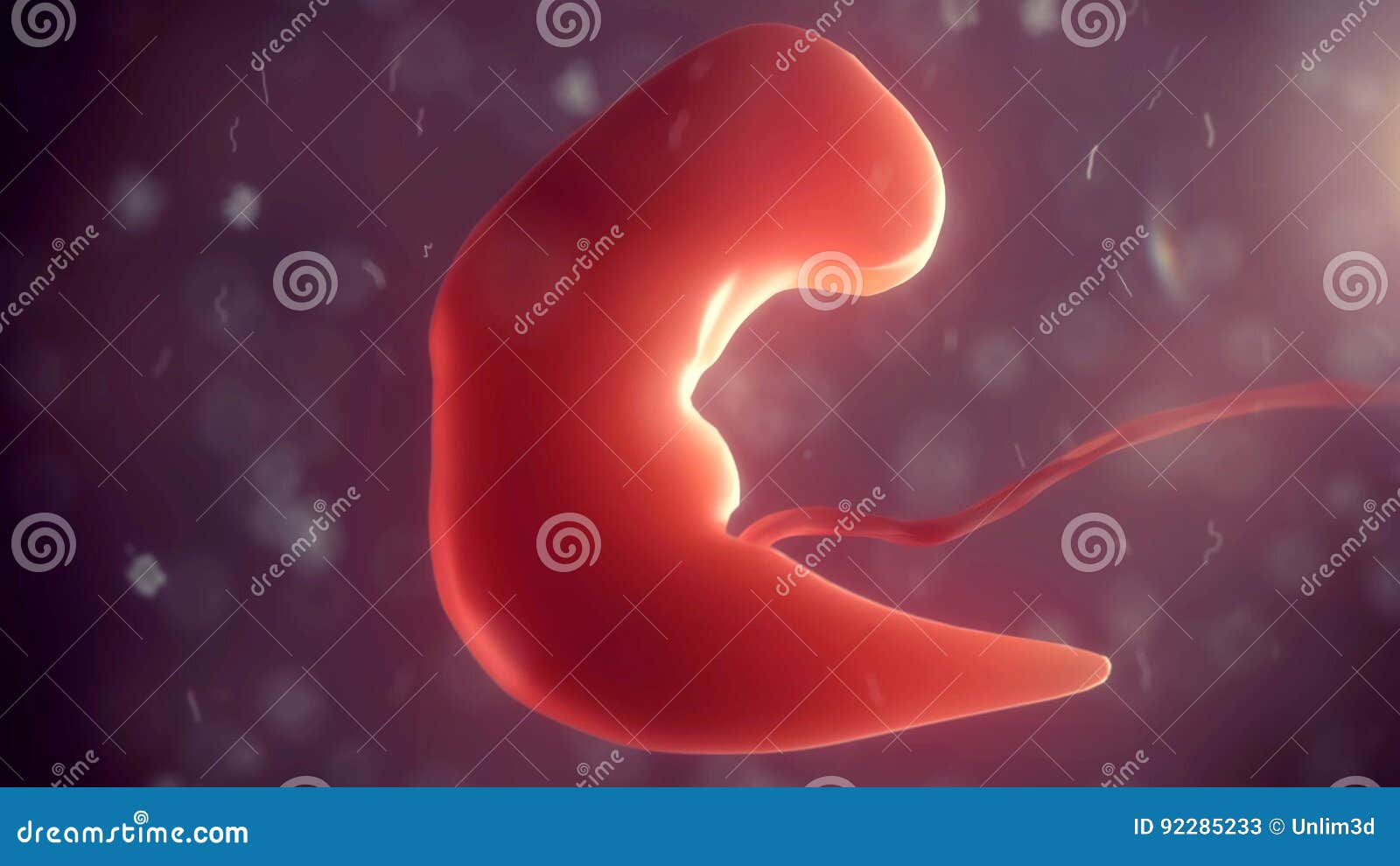 Human Embryo Inside Body. 3d Illustration Stock Illustration ...