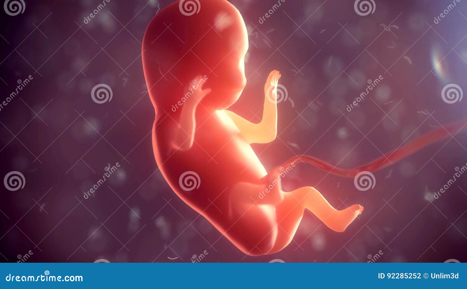 Human Embryo Inside Body. 3d Illustration Stock Illustration ...