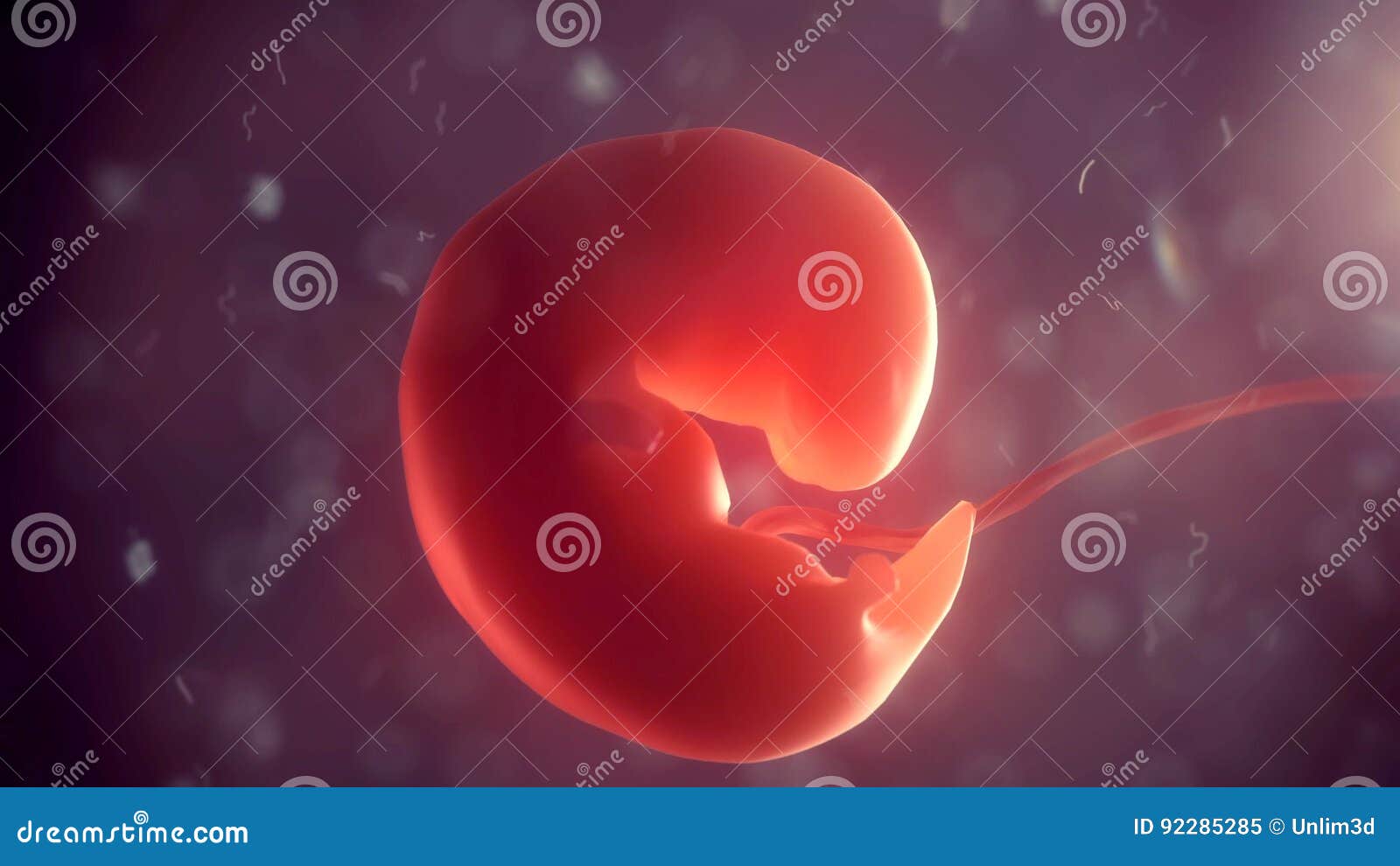 Human Embryo Inside Body. 3d Illustration Stock Illustration ...