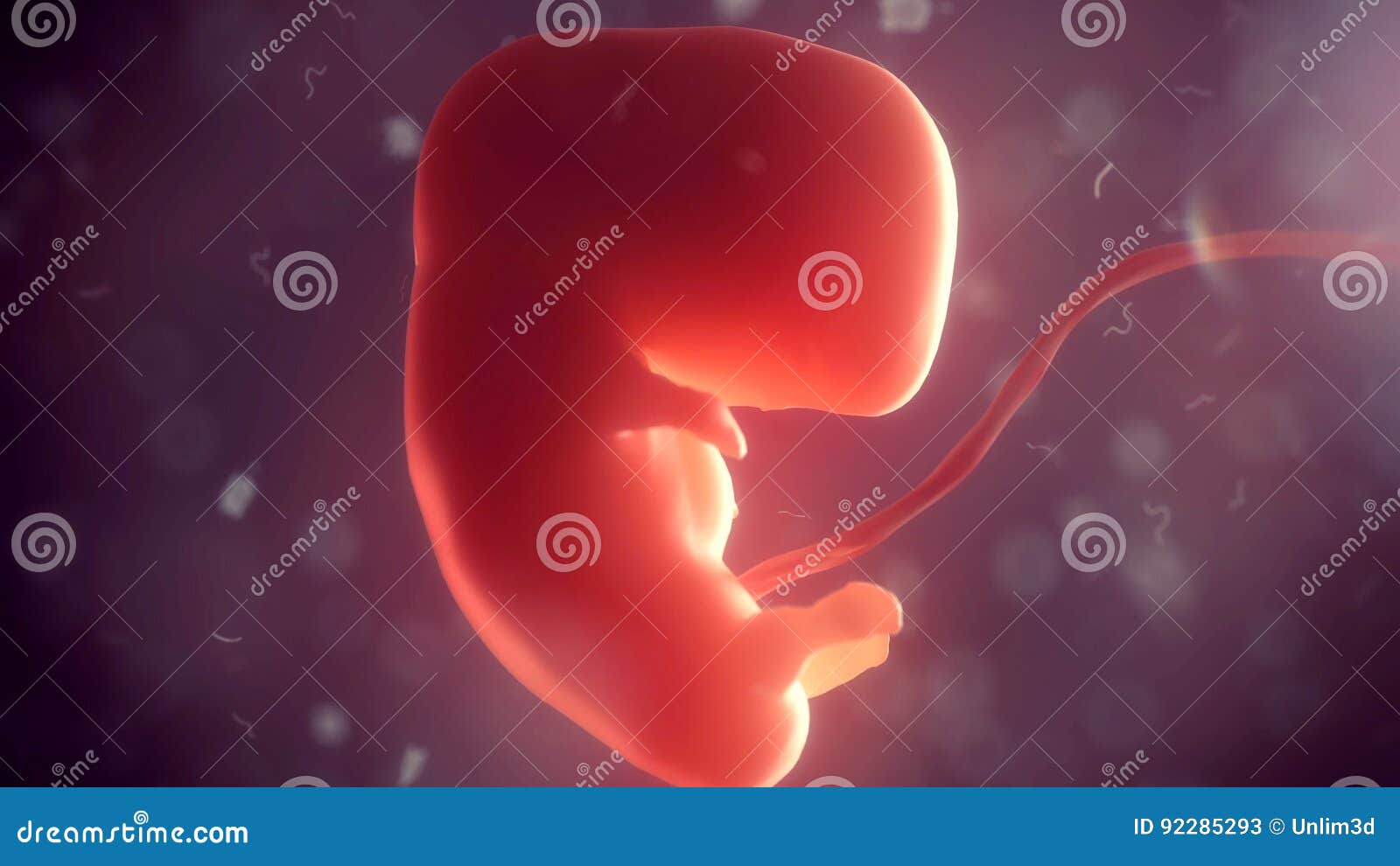 Human Embryo Inside Body. 3d Illustration Stock Illustration ...