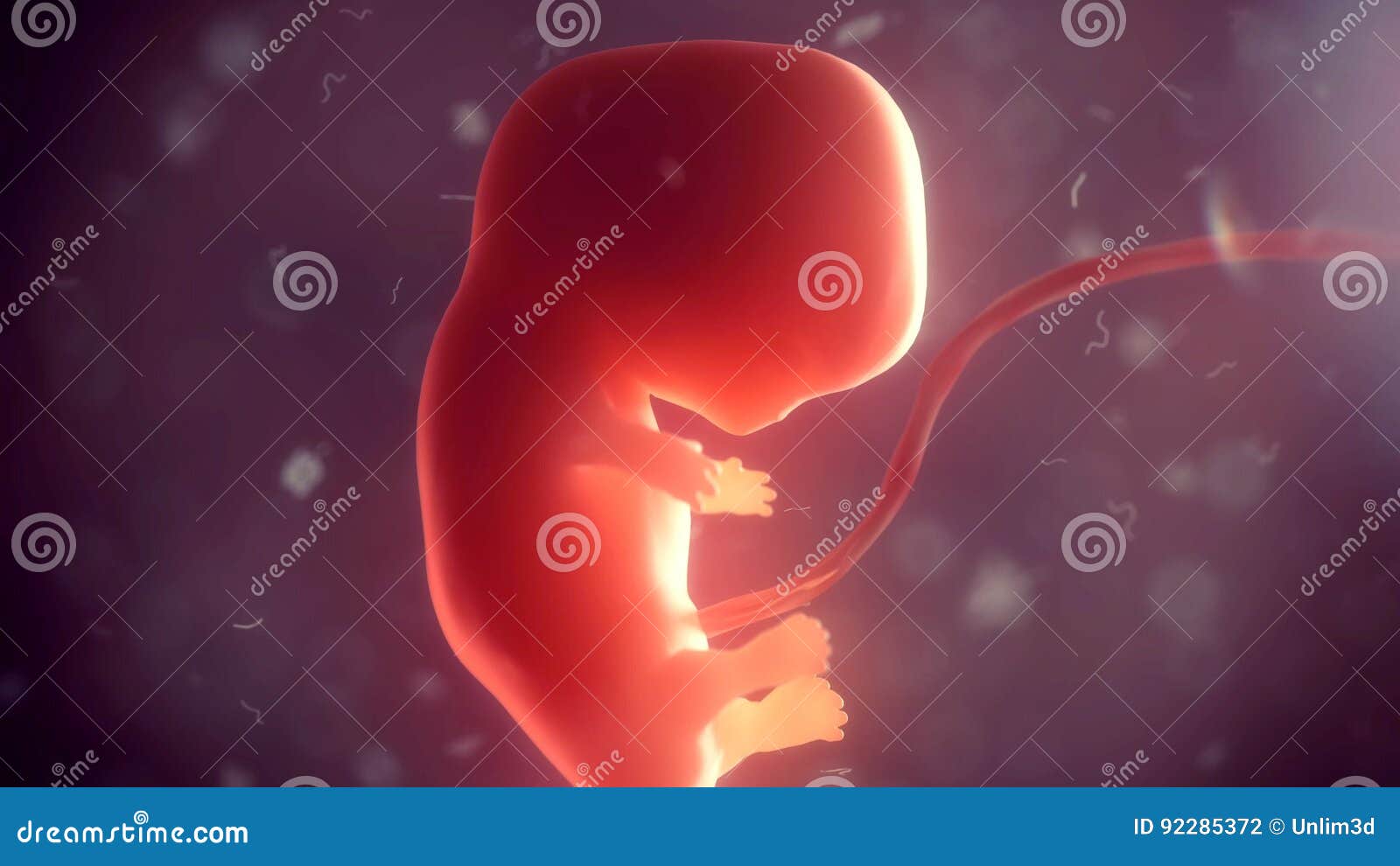 Human Embryo Inside Body. 3d Illustration Stock Illustration ...