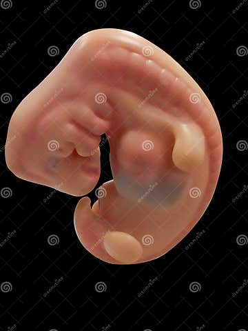 Human Embryo Model stock photo. Image of pregnancy, fetal - 54508506