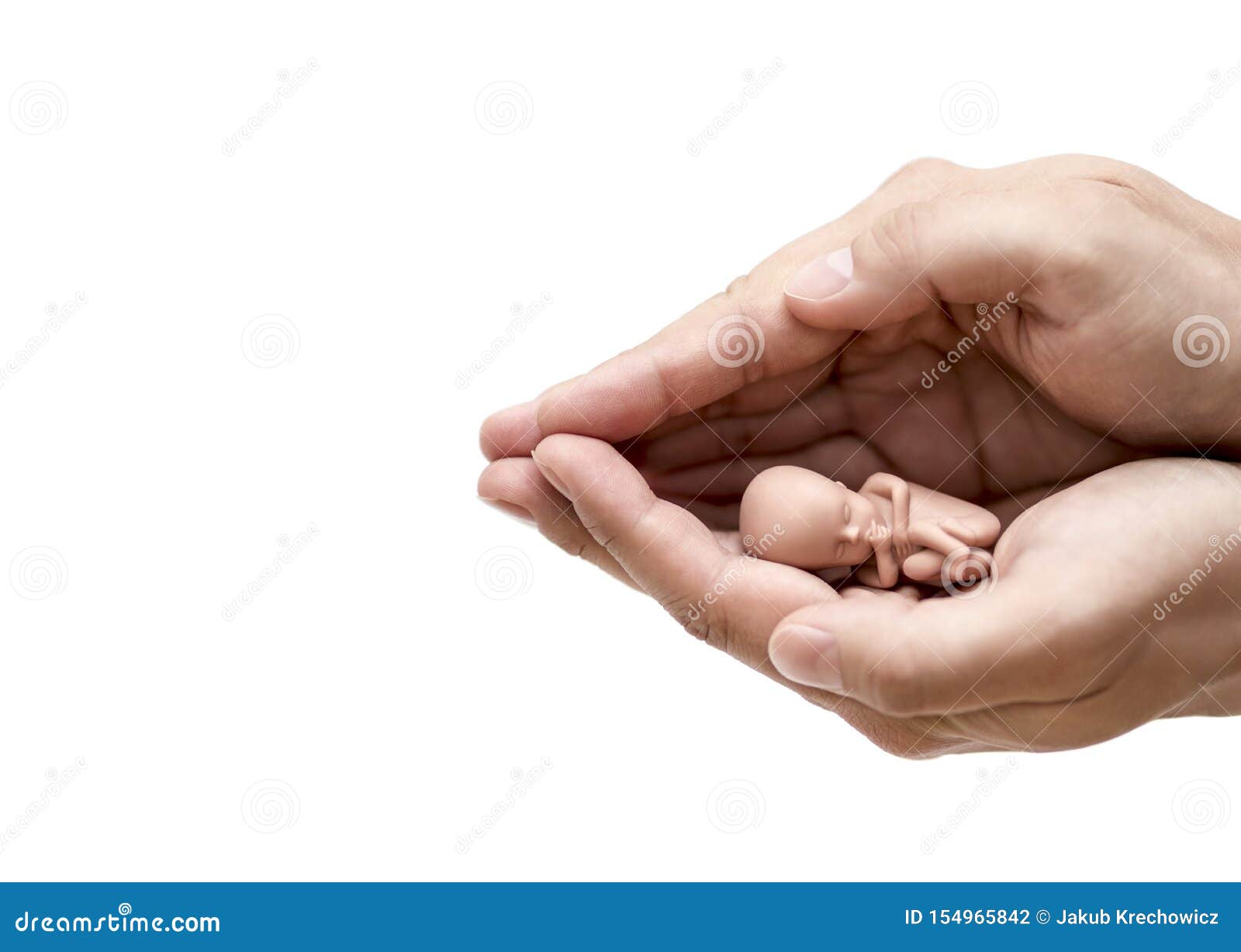 Embryo Hands Isolated White Photos - Free & Royalty-Free Stock Photos ...