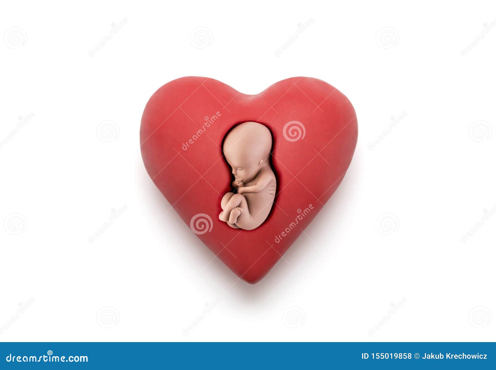 Human embryo in red heart stock photo. Image of heart - 155019858