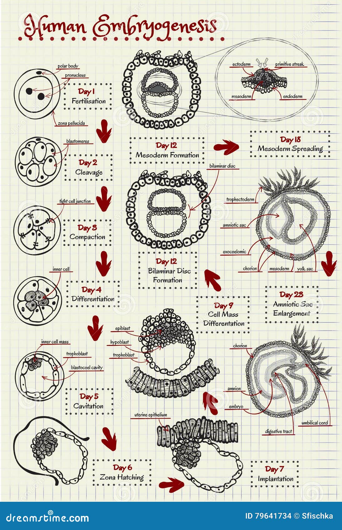 The Human Embryogenesis Diagram Stock Vector - Illustration of person ...