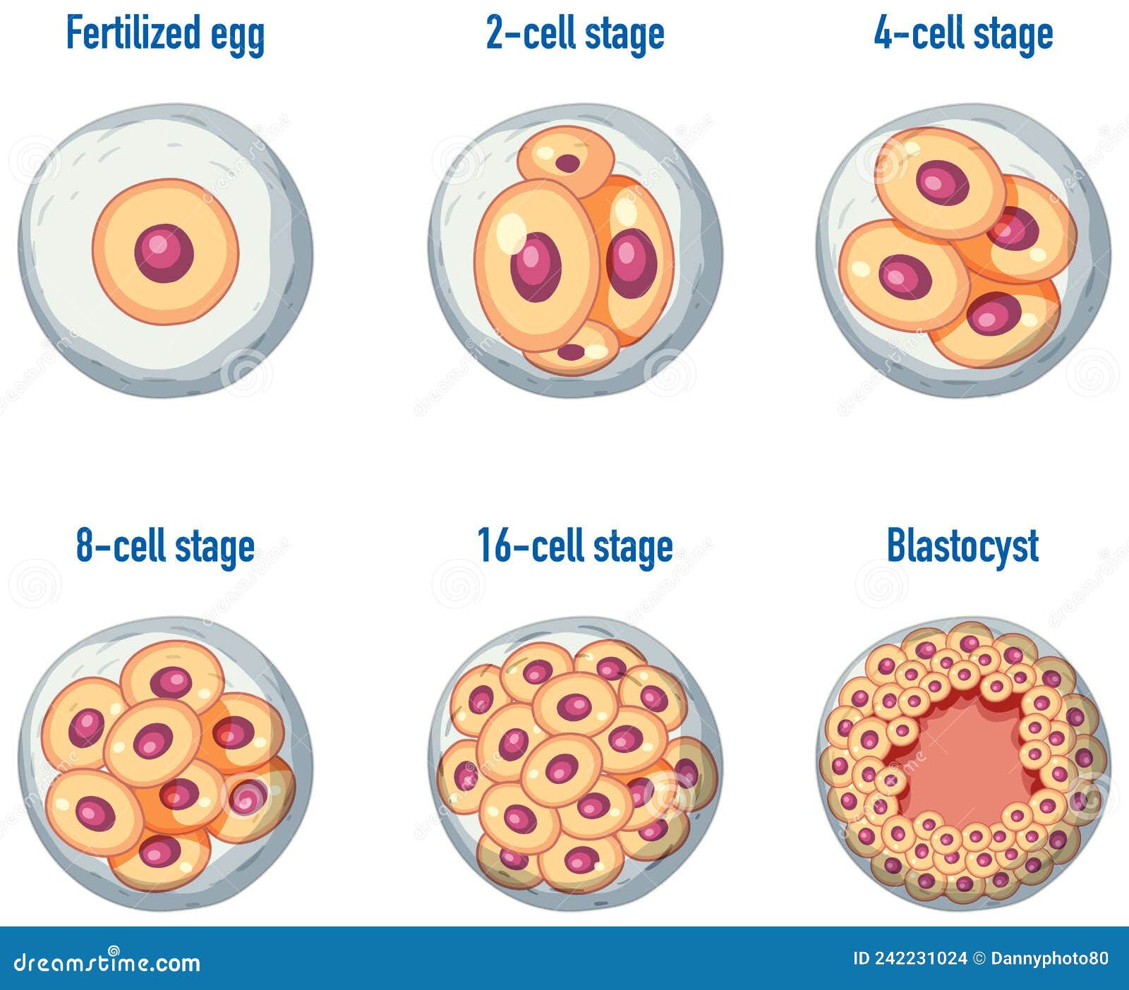 Human Embryonic Development in Human Stock Vector - Illustration of ...