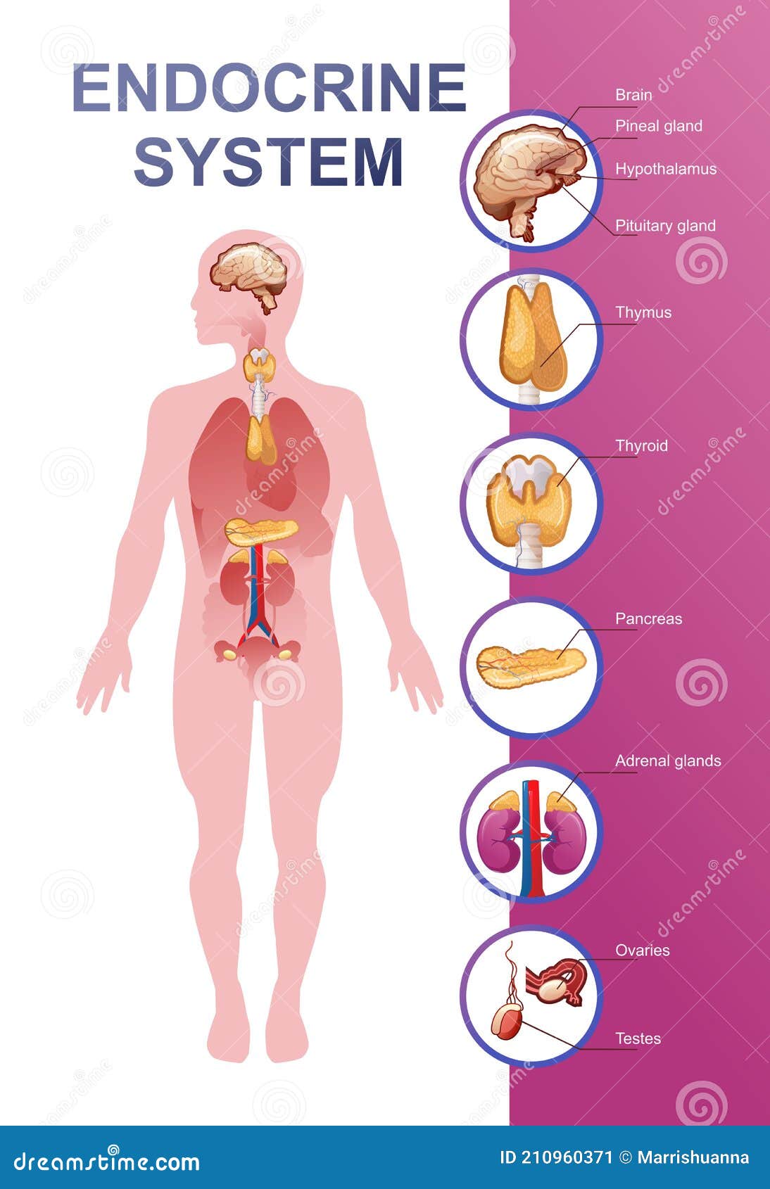 Human Endocrine System Vector Illustration Stock Vector Illustration