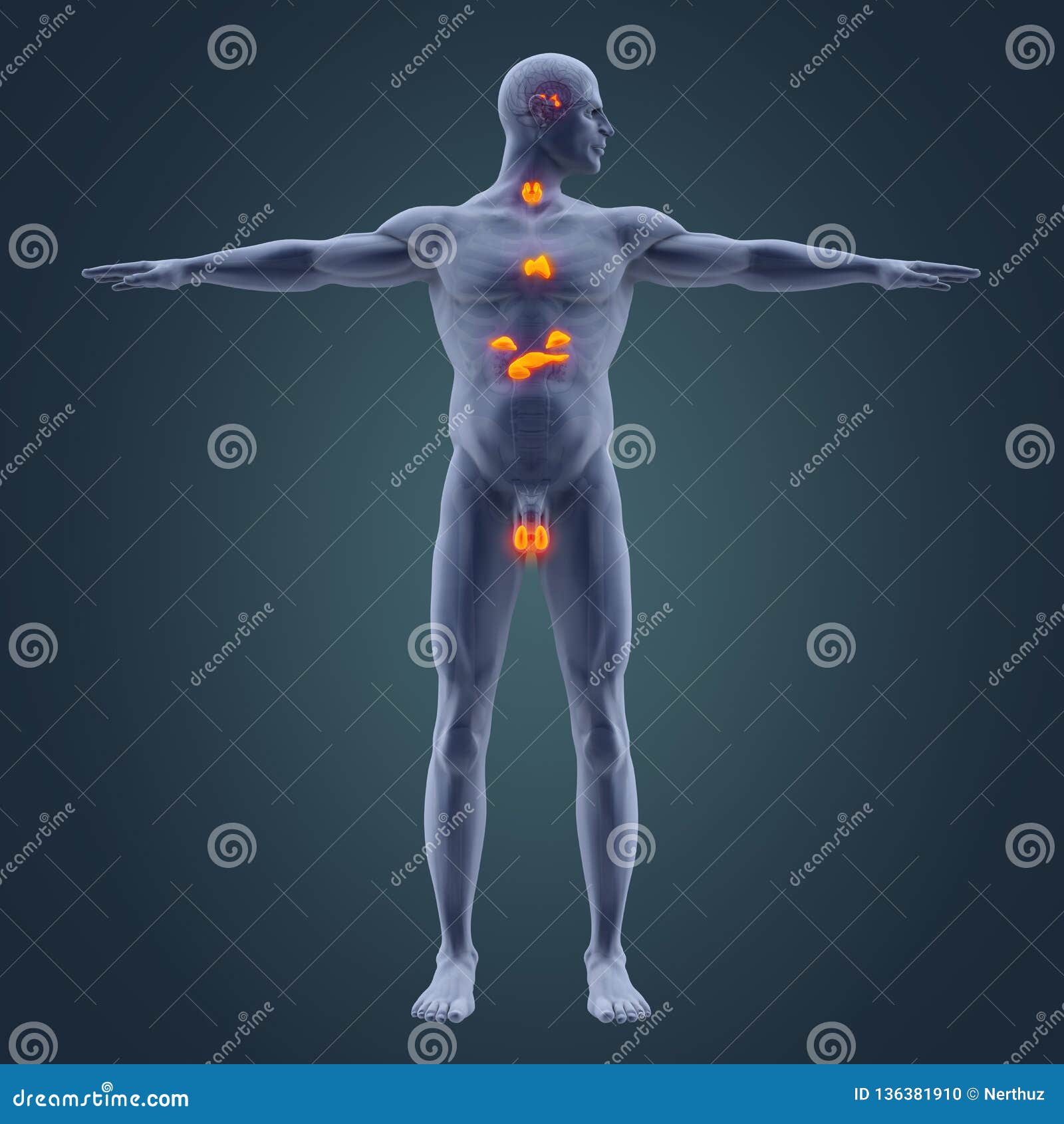 Human Endocrine System Illustration Stock Illustration - Illustration ...