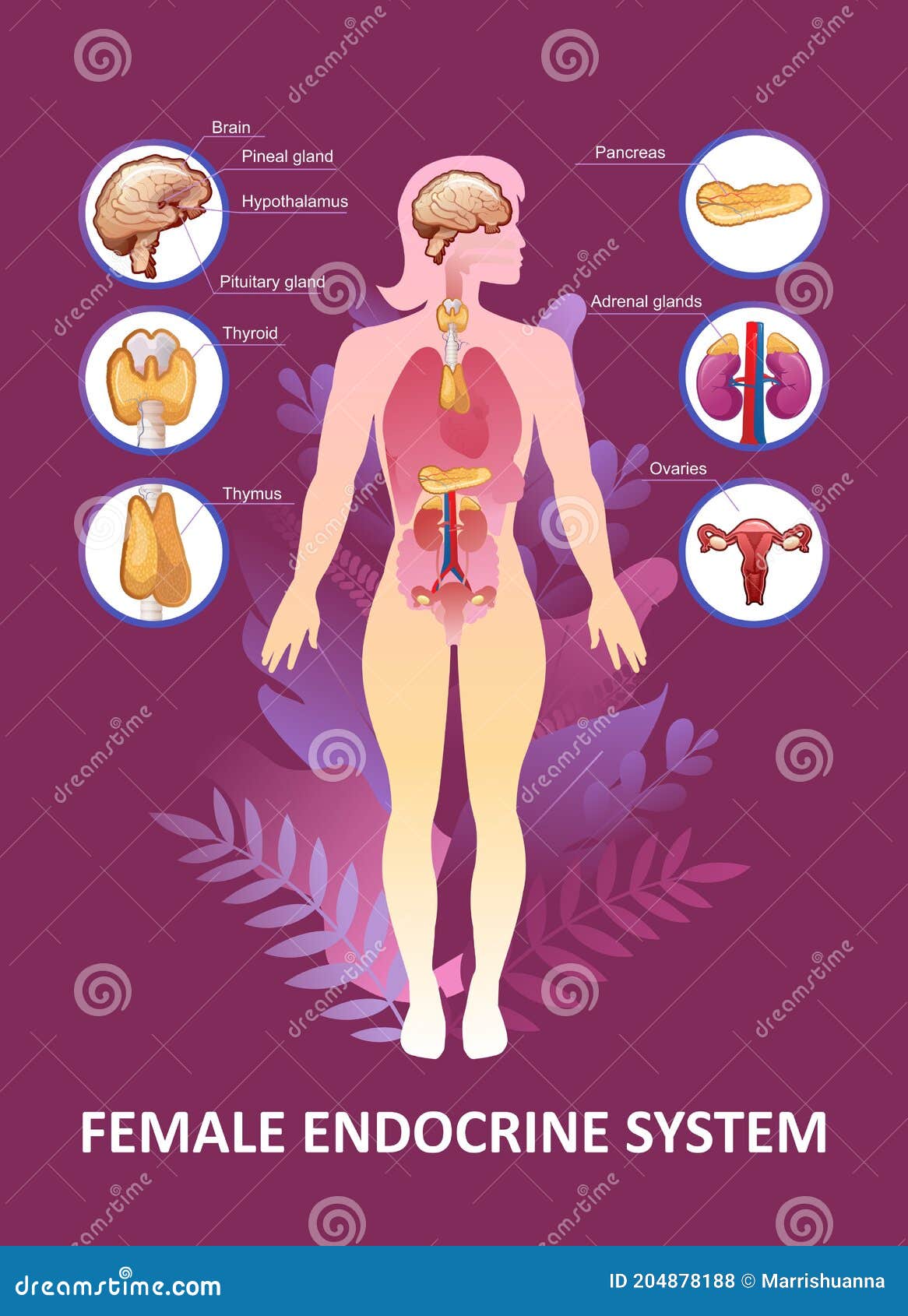 Human Endocrine System Organs Poster Stock Vector - Illustration of ...