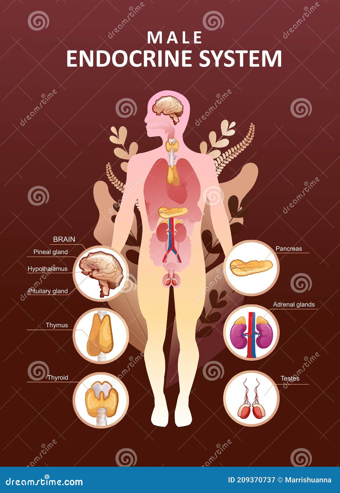 Human Endocrine System Organs Poster Stock Vector - Illustration of ...
