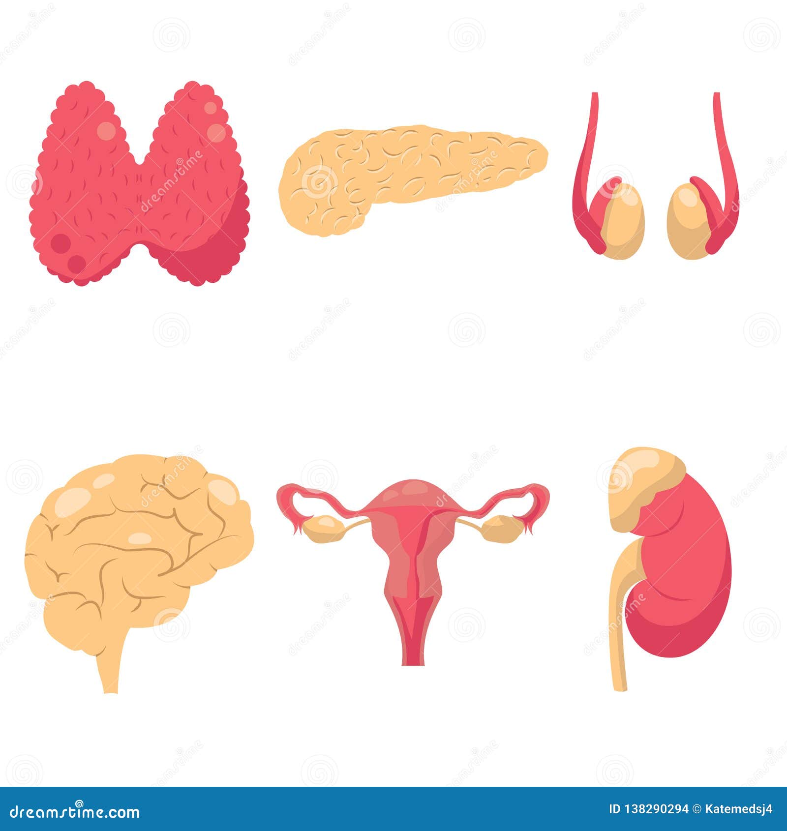 Human Endocrine System Organs Vector Illustration Stock Vector ...