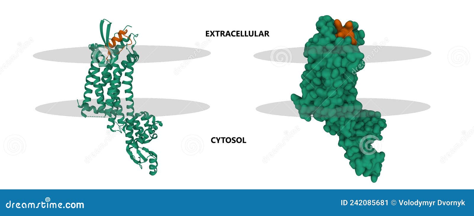 Human Endothelin Receptor Type-B (green) in Complex with Endothelin-1 ...
