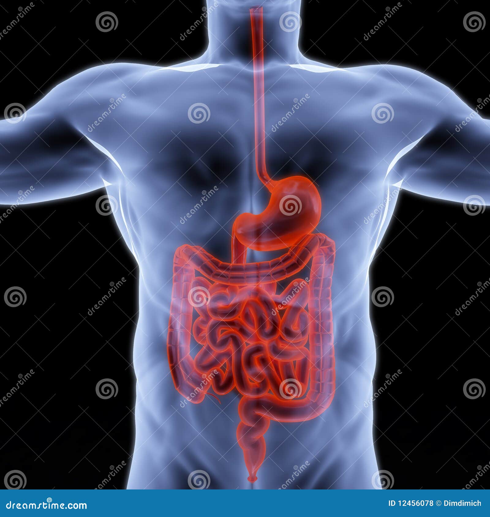 Human entrails stock illustration. Illustration of anatomy - 12456078