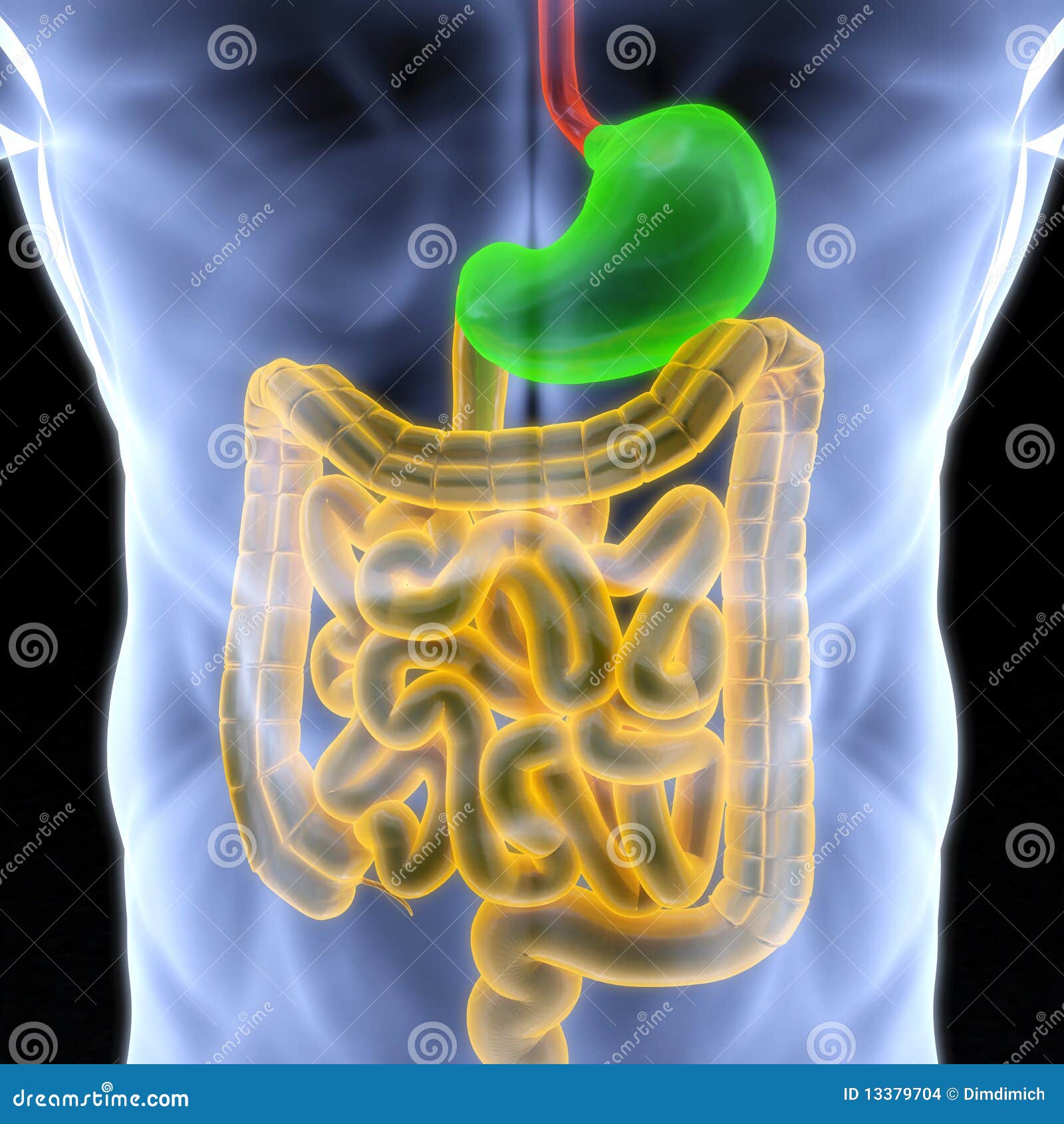 Human entrails stock illustration. Illustration of biology - 13379704