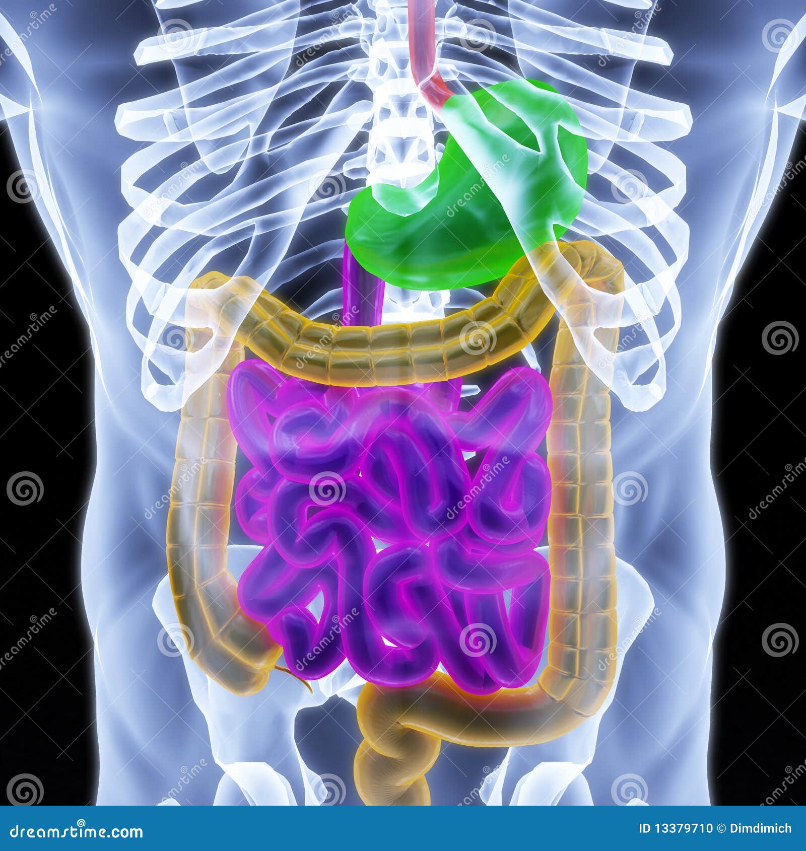 Human entrails stock illustration. Illustration of stomach - 13379710