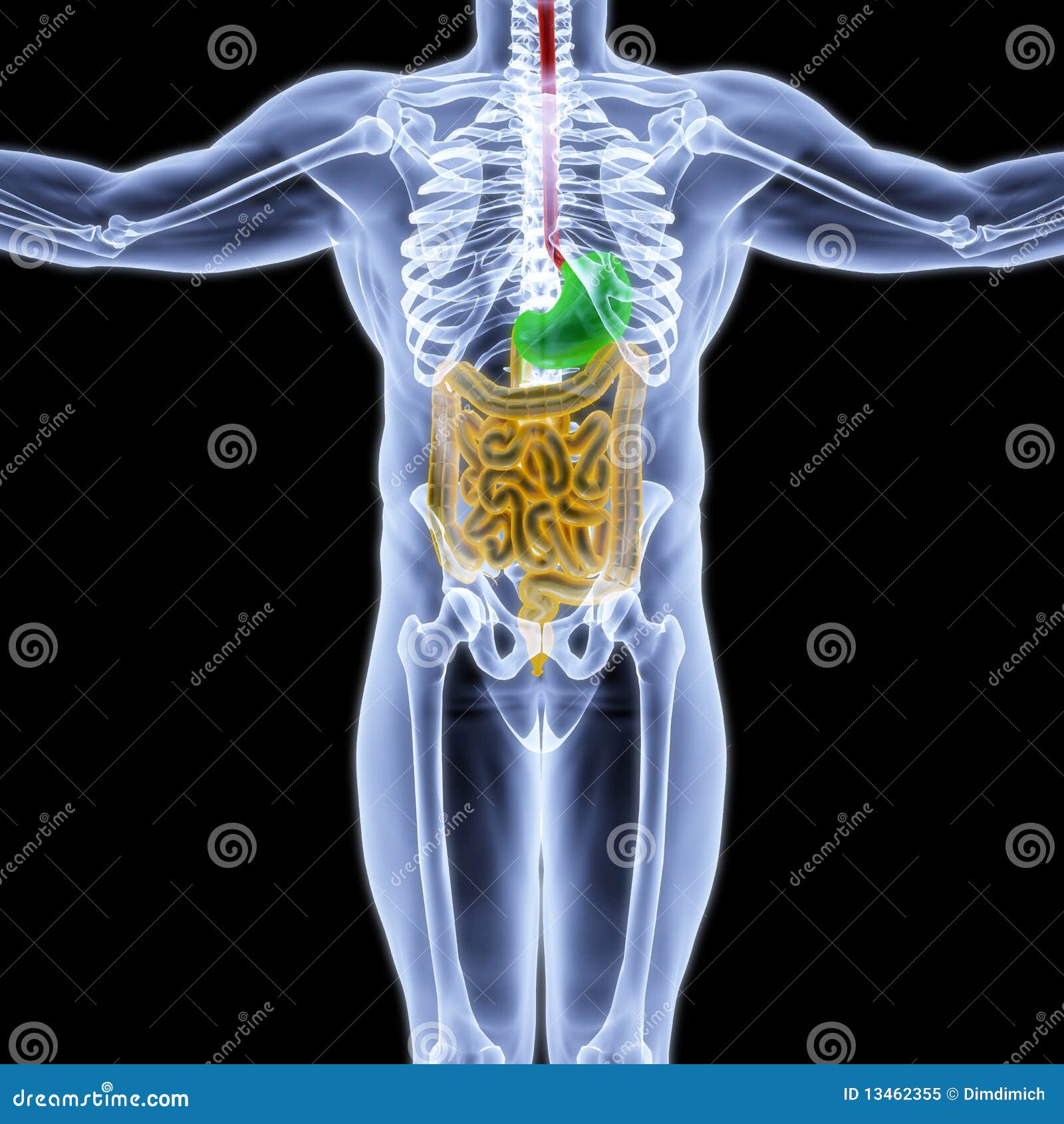 Human entrails stock illustration. Illustration of guts - 13462355