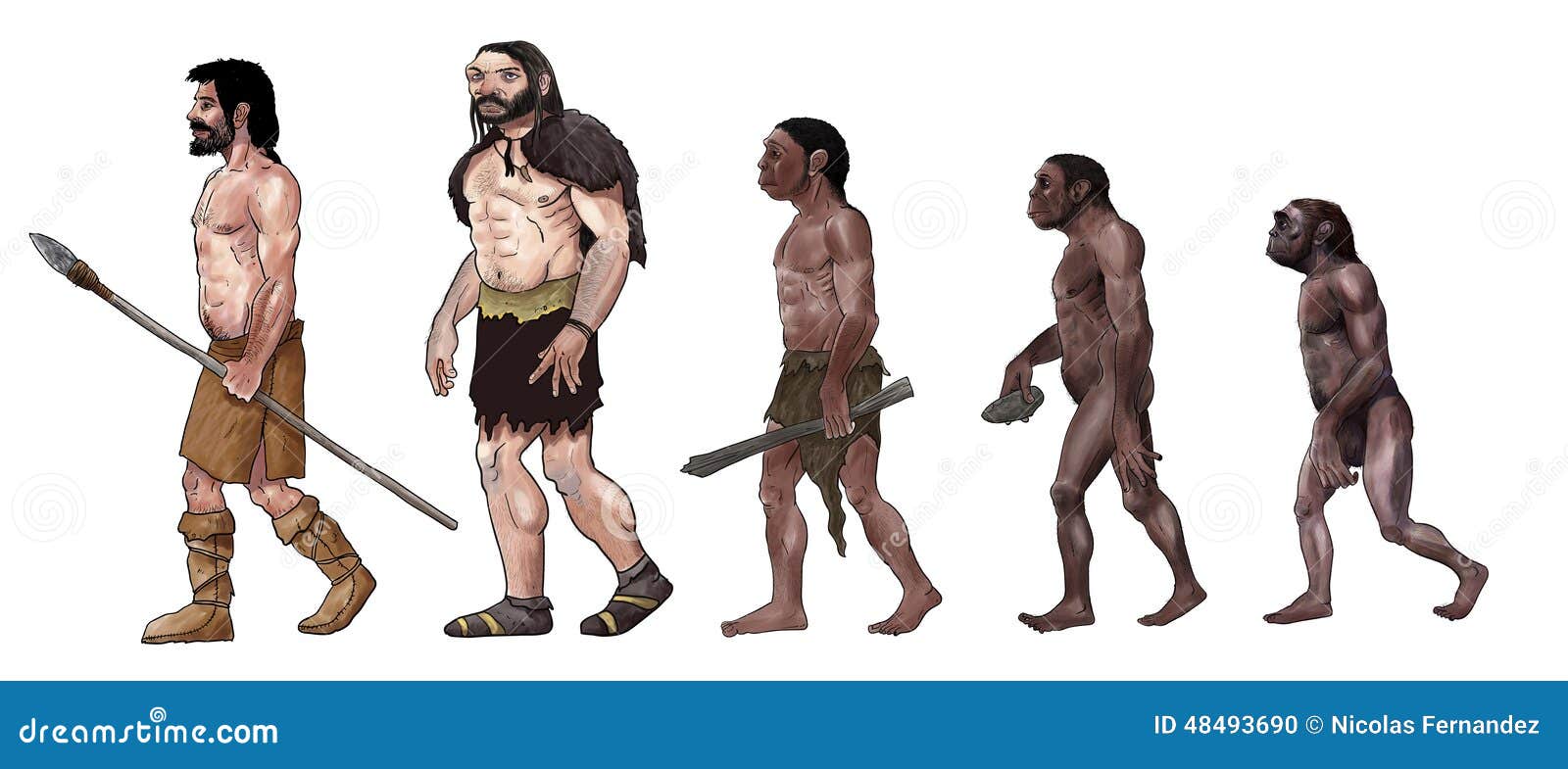 Human Evolution Illustration Stock Illustration - Illustration of form ... Human Evolution Illustration Stock Illustration - Illustration of form ...