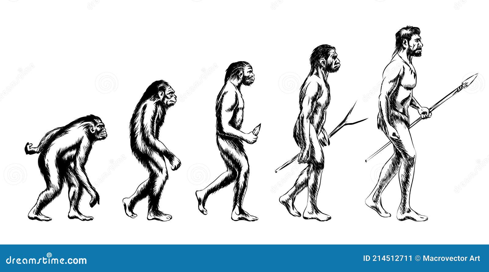 Human Evolution Illustration Stock Vector - Illustration of painting ...