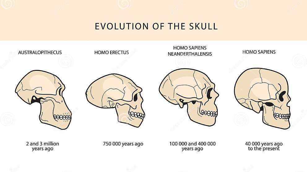 Human Evolution of the Skull and Text with Dating. Stock Vector ...