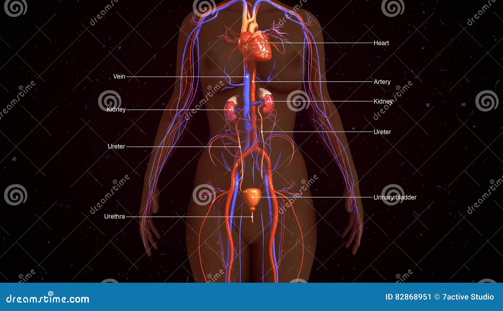 Human Excretory system stock illustration. Illustration of healthcare ...