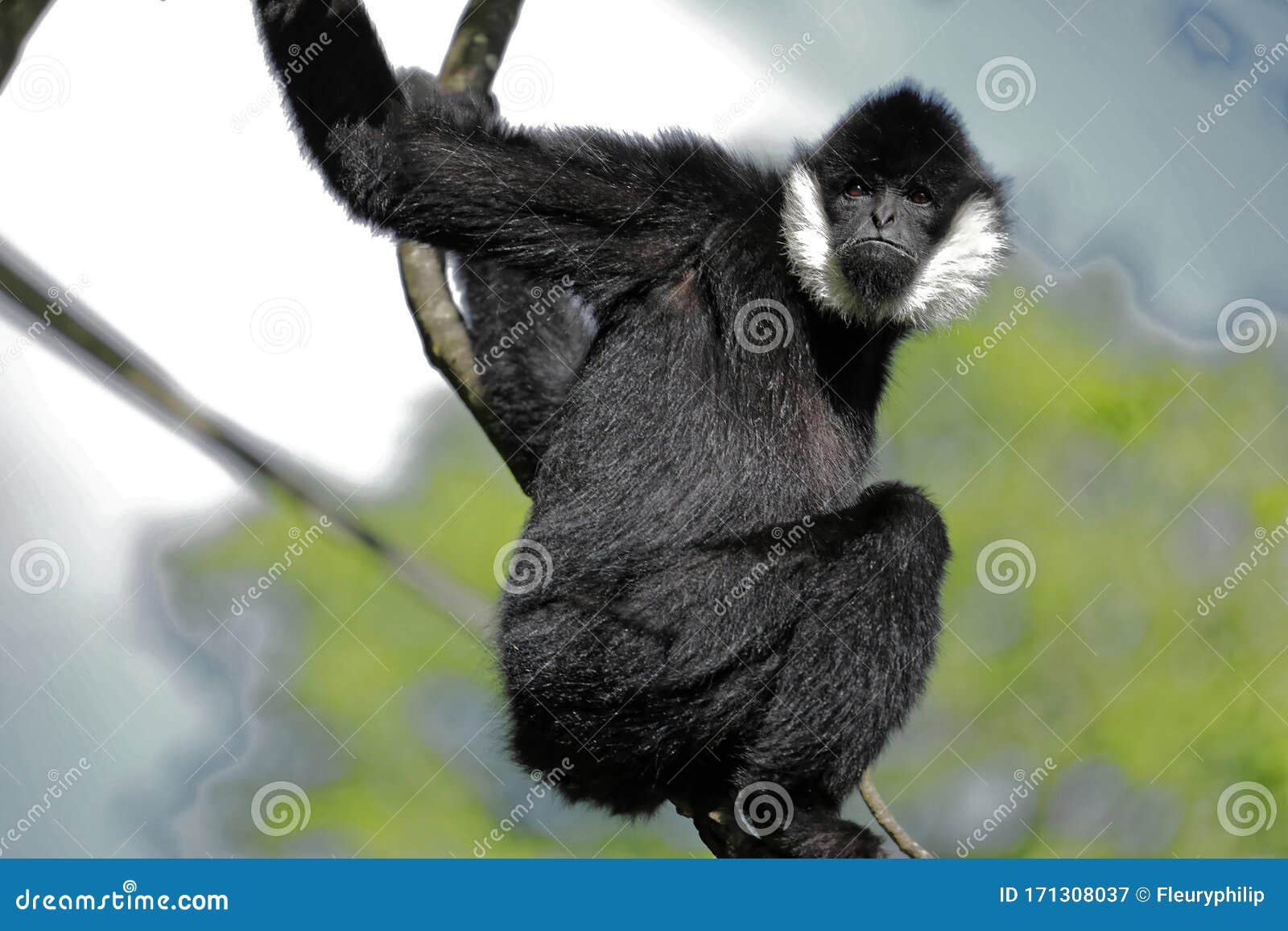 An almost Human Expression on a Gibbon`s Face Stock Image - Image of ...