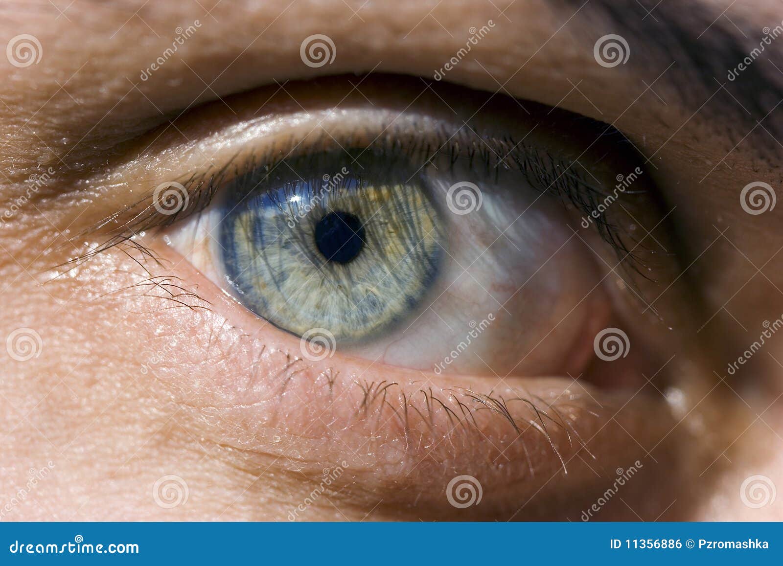 Human eye stock photo. Image of eyelash, health, body - 11356886