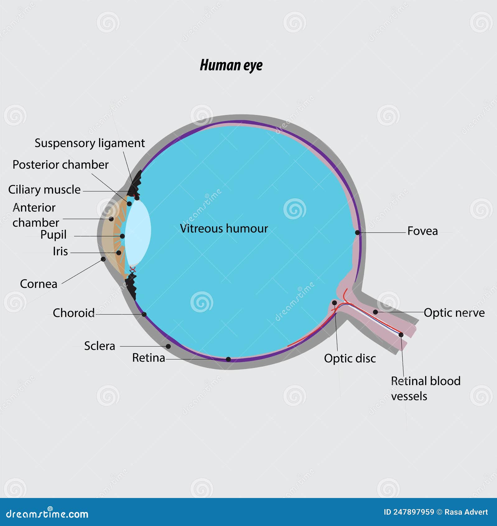 Human Eye Cross Section Vector Drawing. Parts of the Human Eye. Eye ...