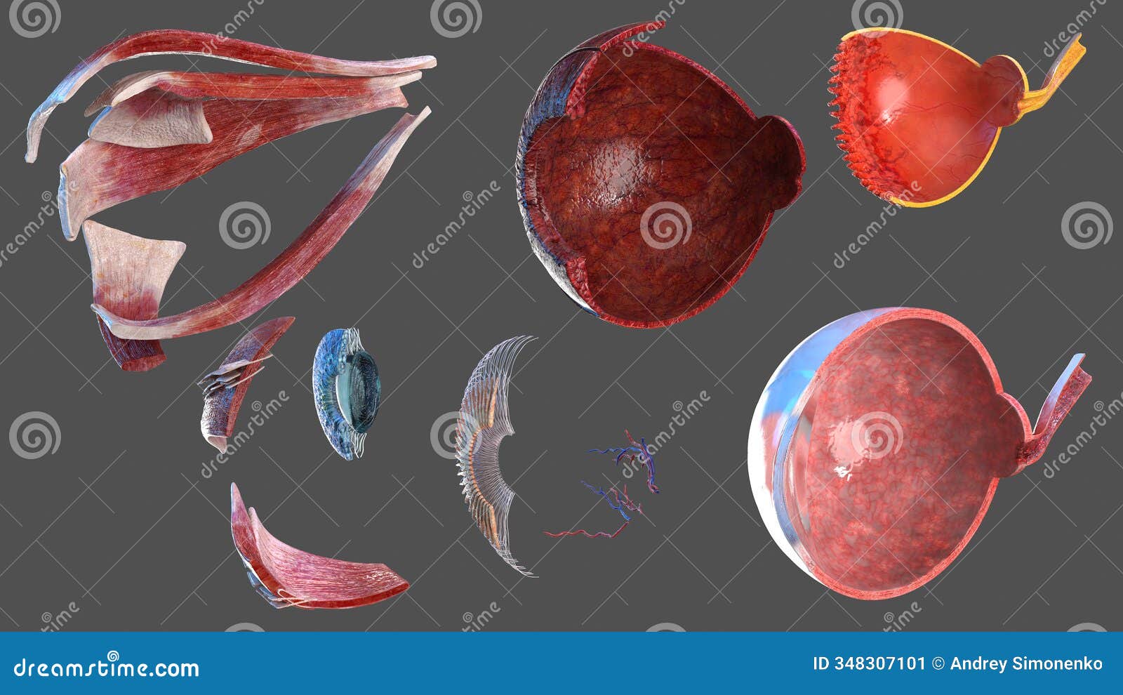 Human Eye Anatomy Cross Section Educational Set Stock Image - Image of ...