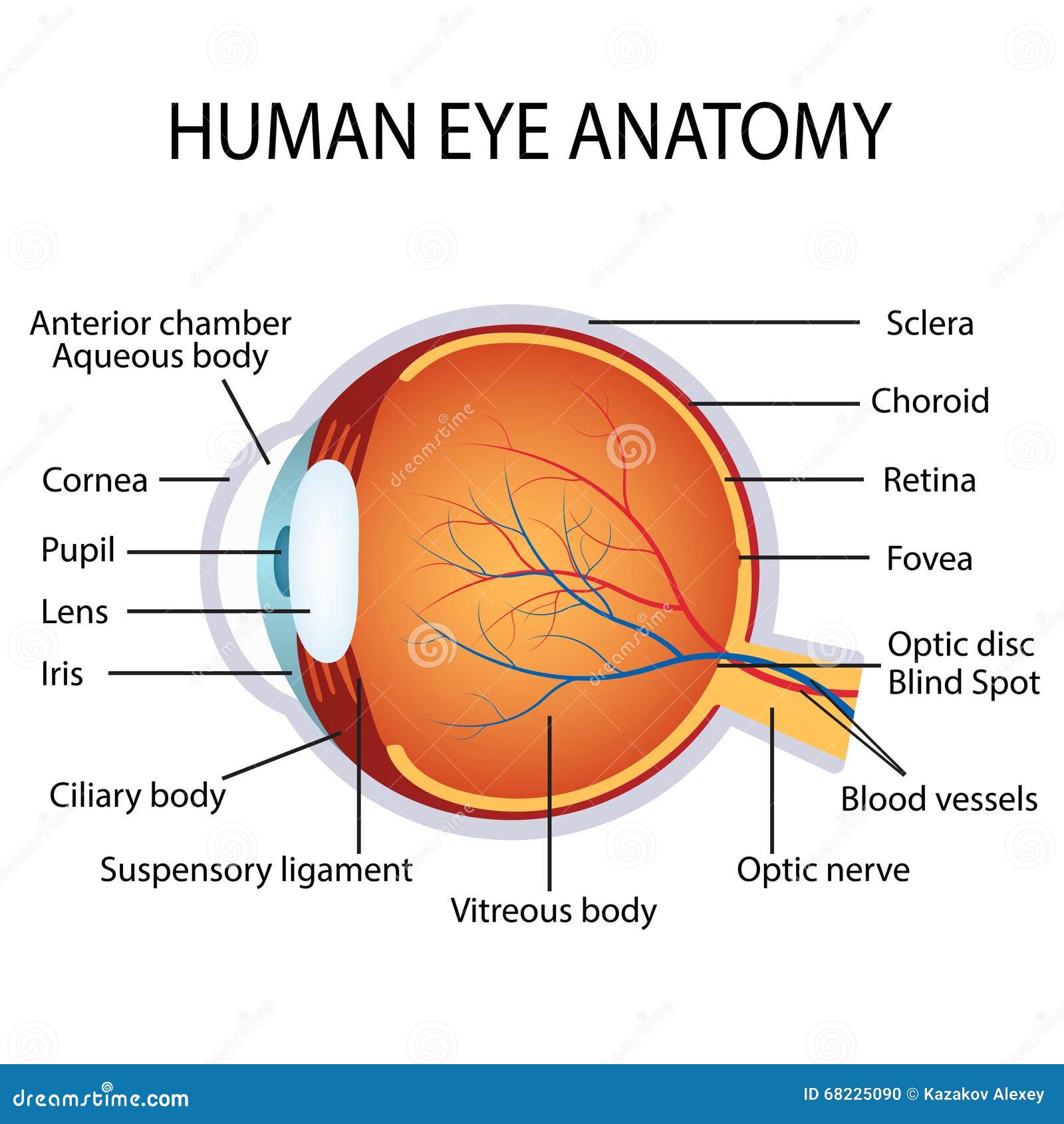 Human Eye Anatomy Vector Illustration | CartoonDealer.com #68225090 Human Eye Anatomy Vector Illustration | CartoonDealer.com #68225090