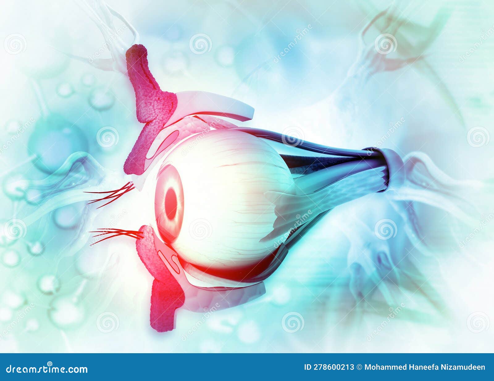 Human Eye Anatomy. Inner Structure Stock Illustration - Illustration of ...