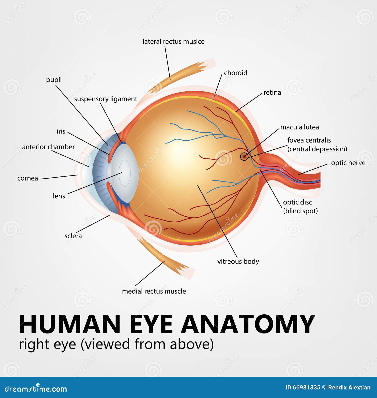 Human Eye Anatomy, Right Eye Viewed from Above Stock Vector ...
