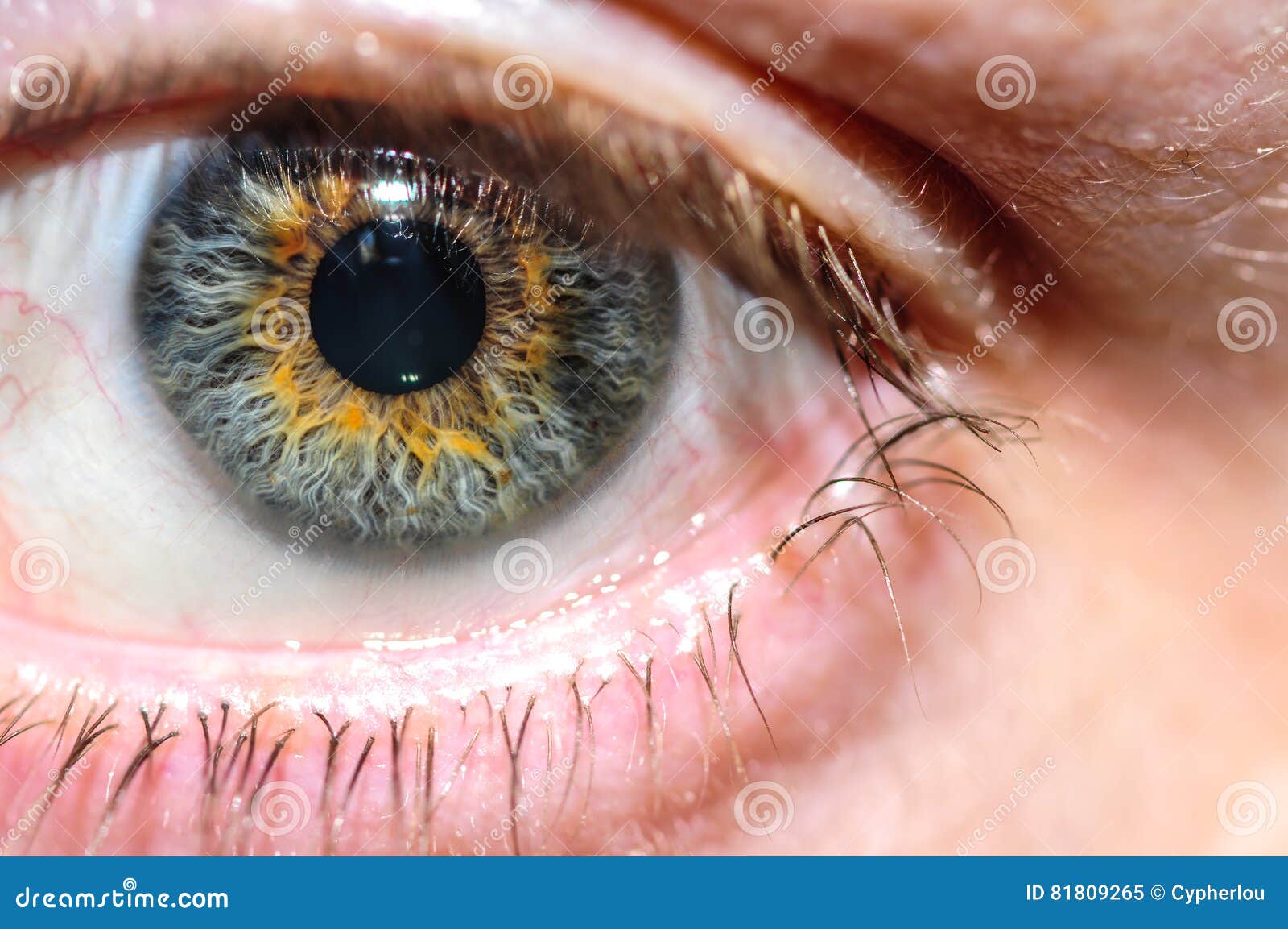 Human Eye Close Up stock image. Image of makeup, eyeball - 81809265