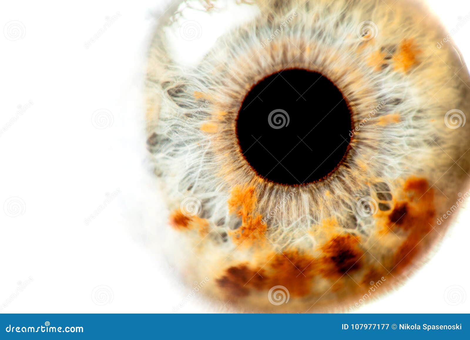 Closeup Human Eye Orange Pupil Stock Photos - Free & Royalty-Free Stock ...