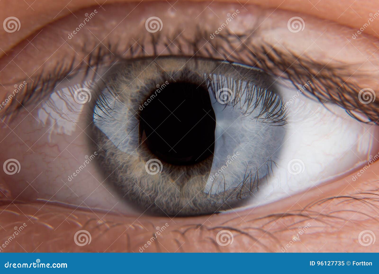 Human eye close-up. stock image. Image of pupil, health - 96127735