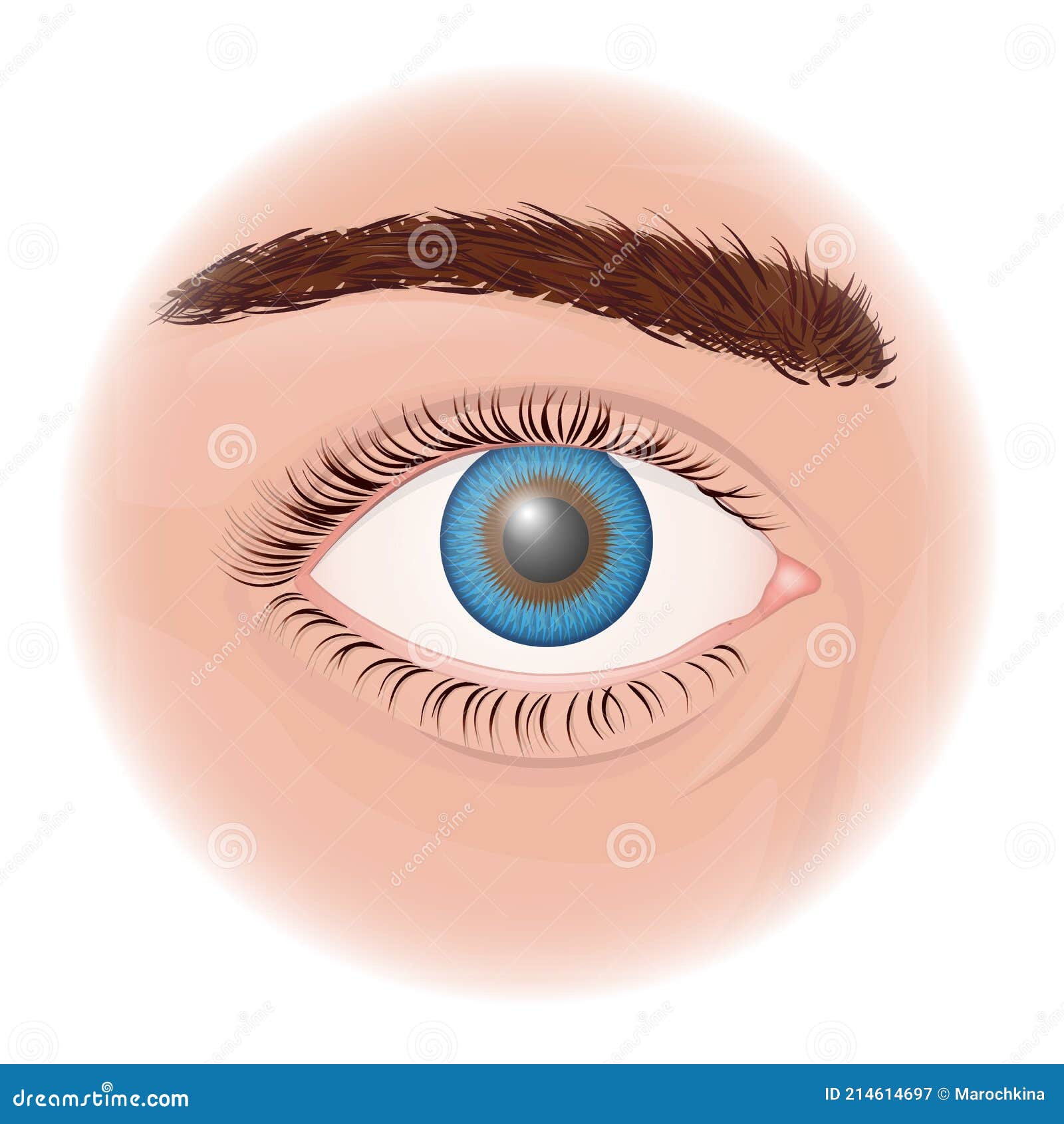 Human Eye Close Up on a White Background Stock Vector - Illustration of ...
