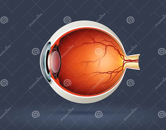 Human eye cross section stock illustration. Illustration of focal - 5501142