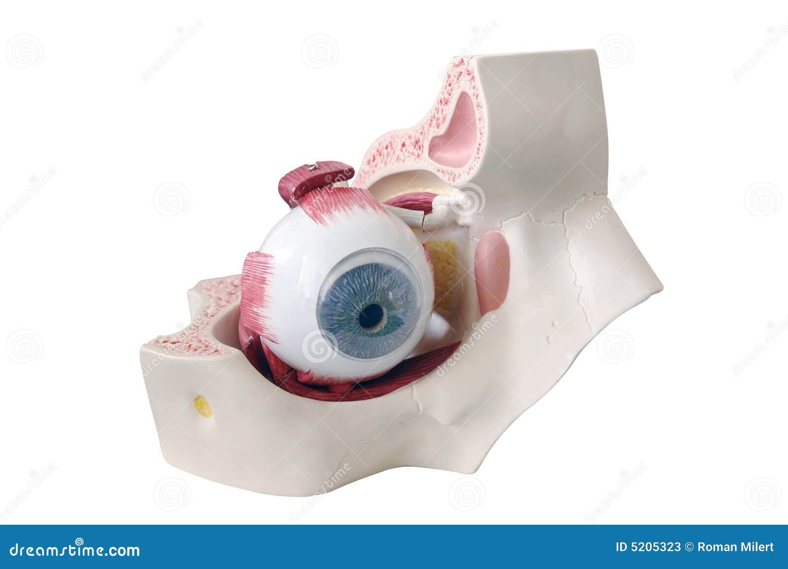Human Eye Cross-section Model Royalty-Free Stock Photography ...