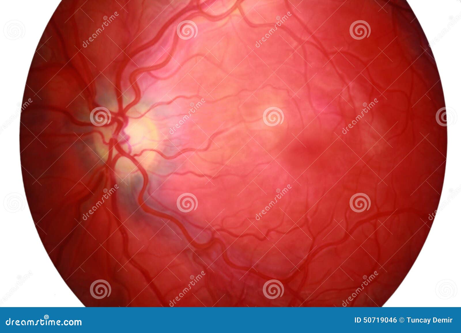 Human eye cross section stock illustration. Illustration of container ...