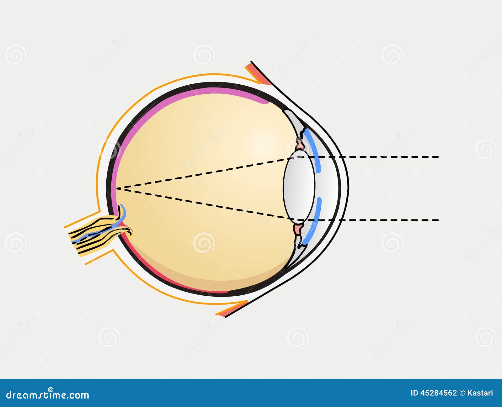 Human Eye Diagram stock vector. Illustration of irritation - 45284562