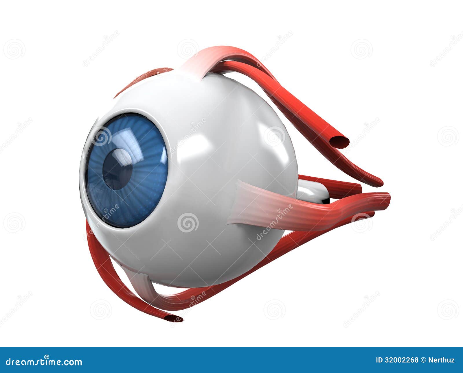 Dissection Cartoons, Illustrations & Vector Stock Images - 2370 ...