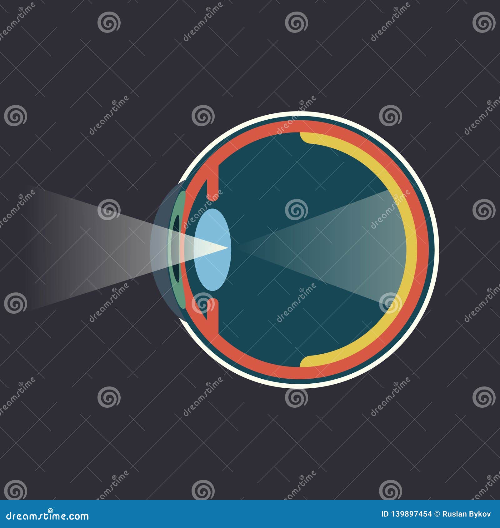Human Eye Dissection Anatomy Stock Photo | CartoonDealer.com #32002038