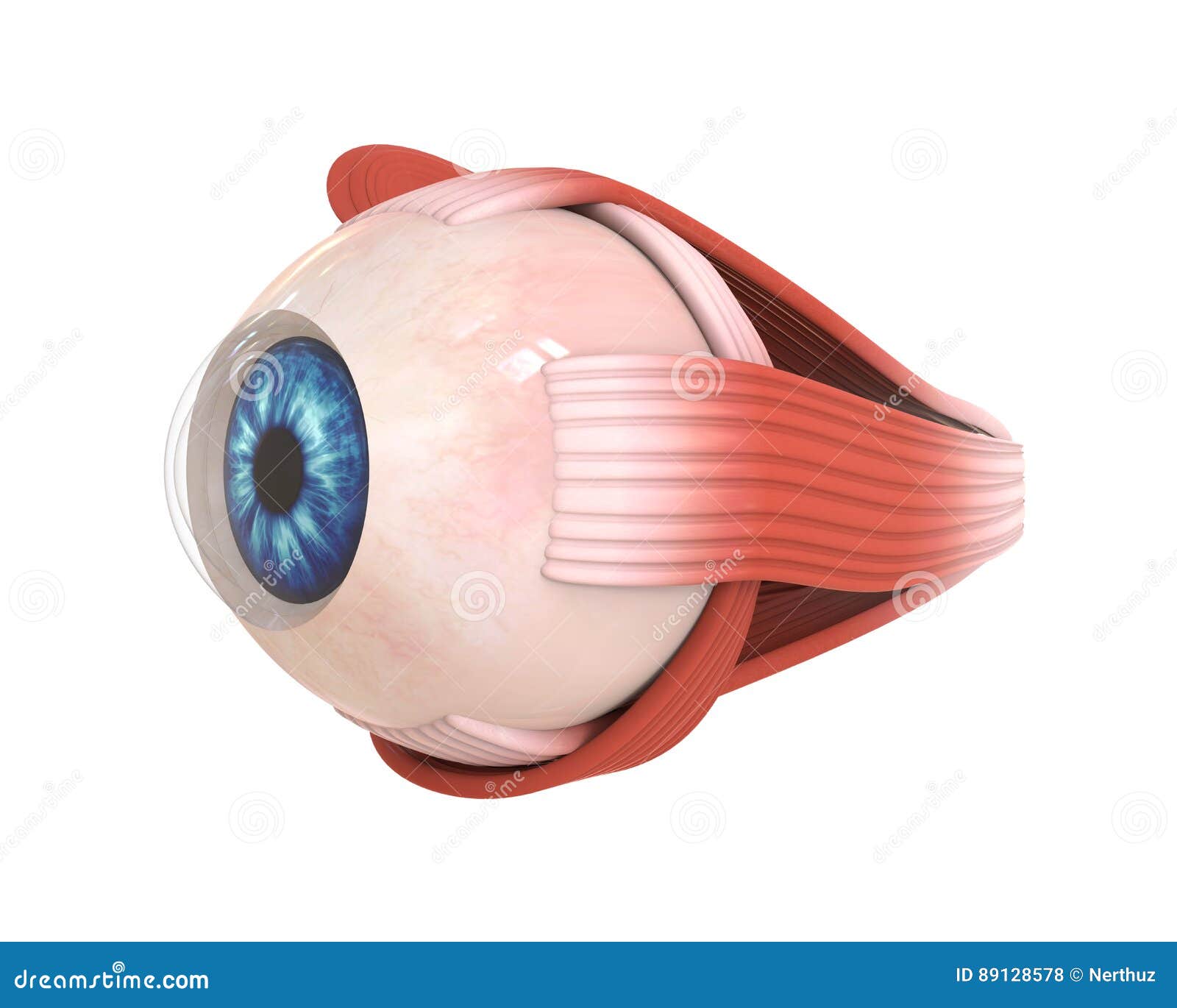Extraocular Muscles