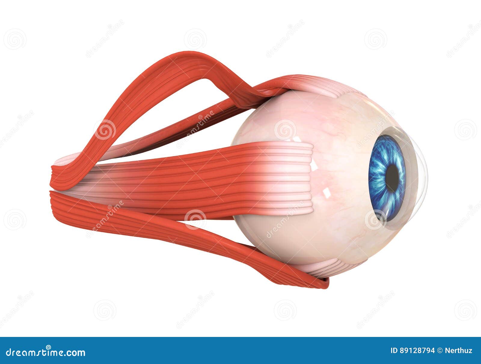 Extrinsic Eye Muscles Model