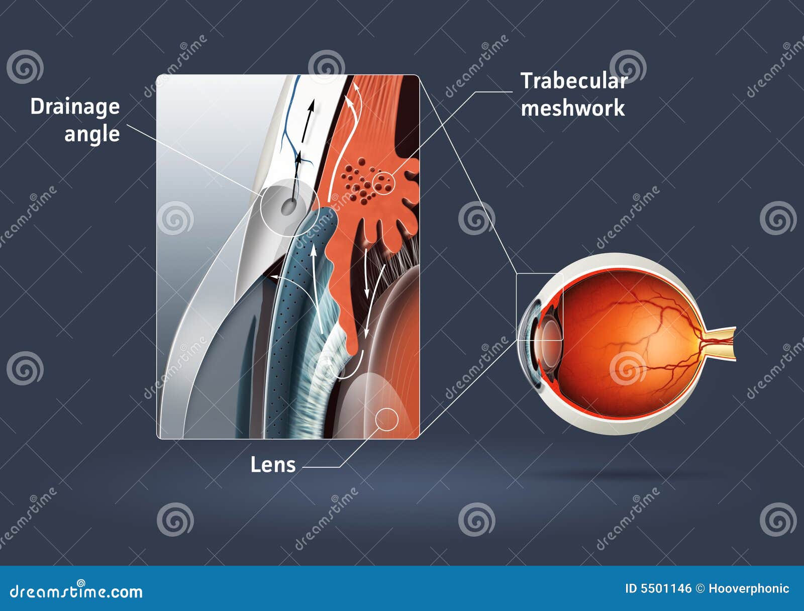 Human eye - glaucoma stock illustration. Illustration of focal - 5501146