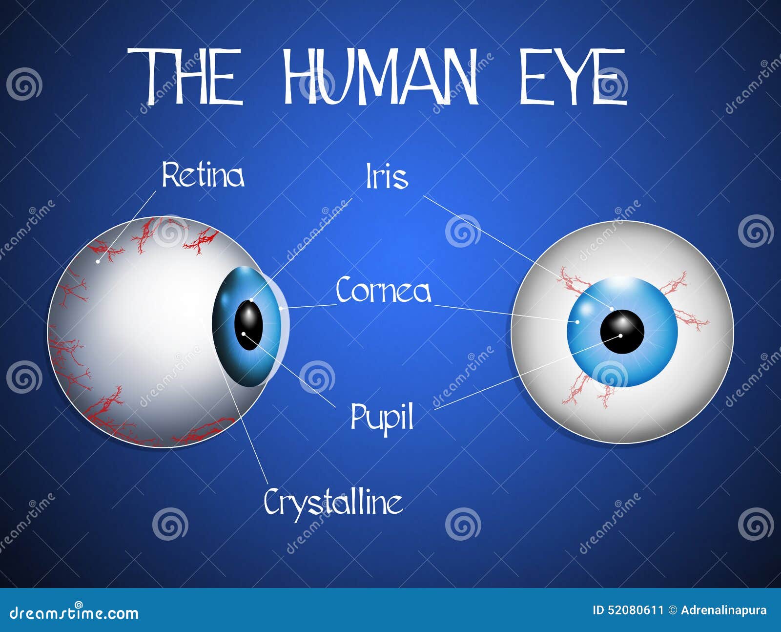 The human eye stock illustration. Illustration of science - 52080611