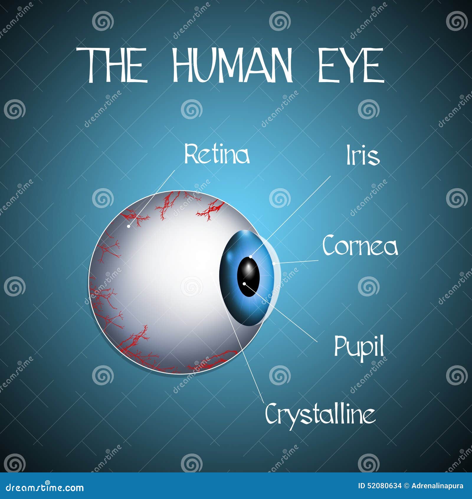 The human eye stock illustration. Illustration of diagram - 52080634