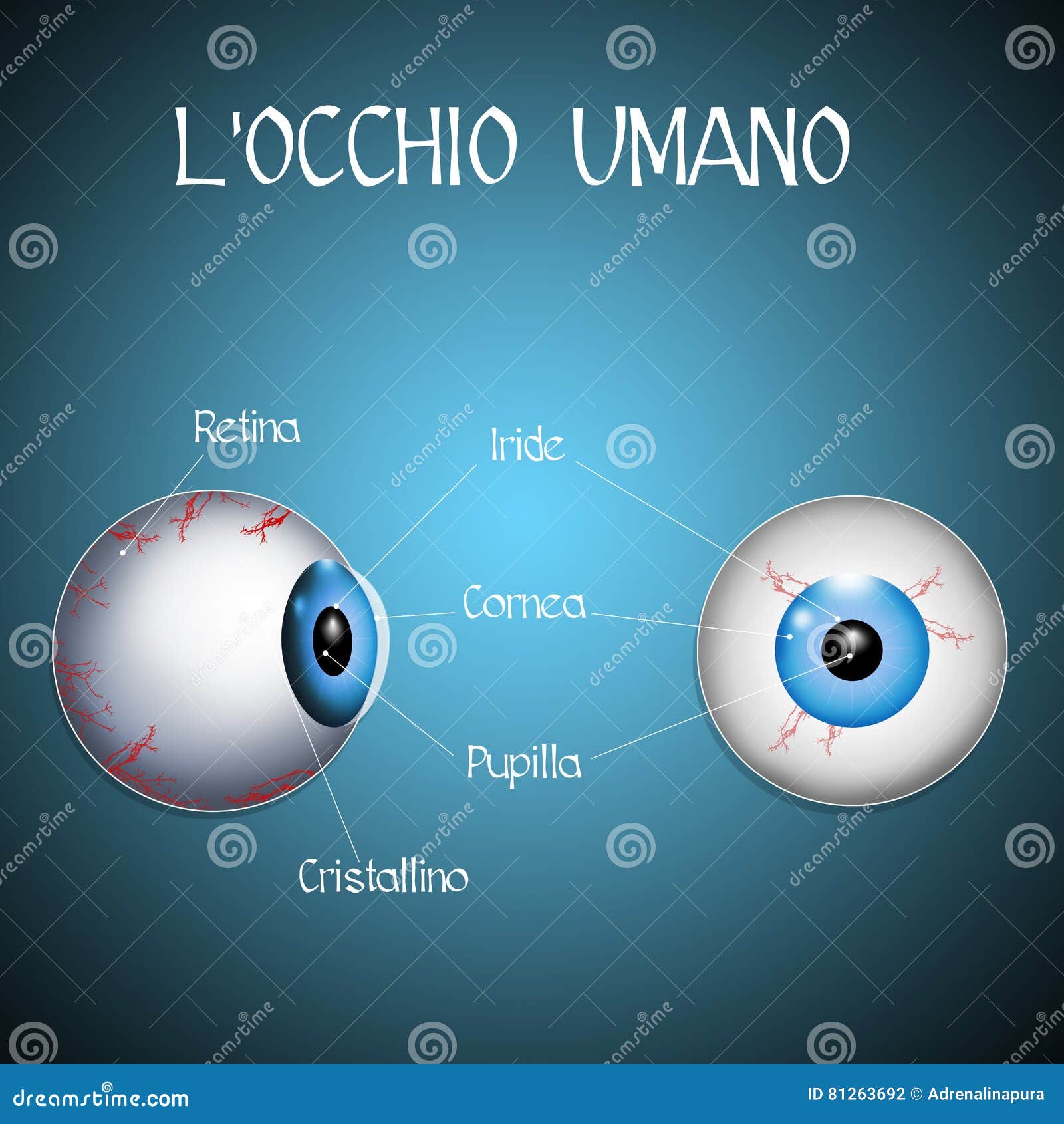 The human eye stock illustration. Illustration of five - 81263692