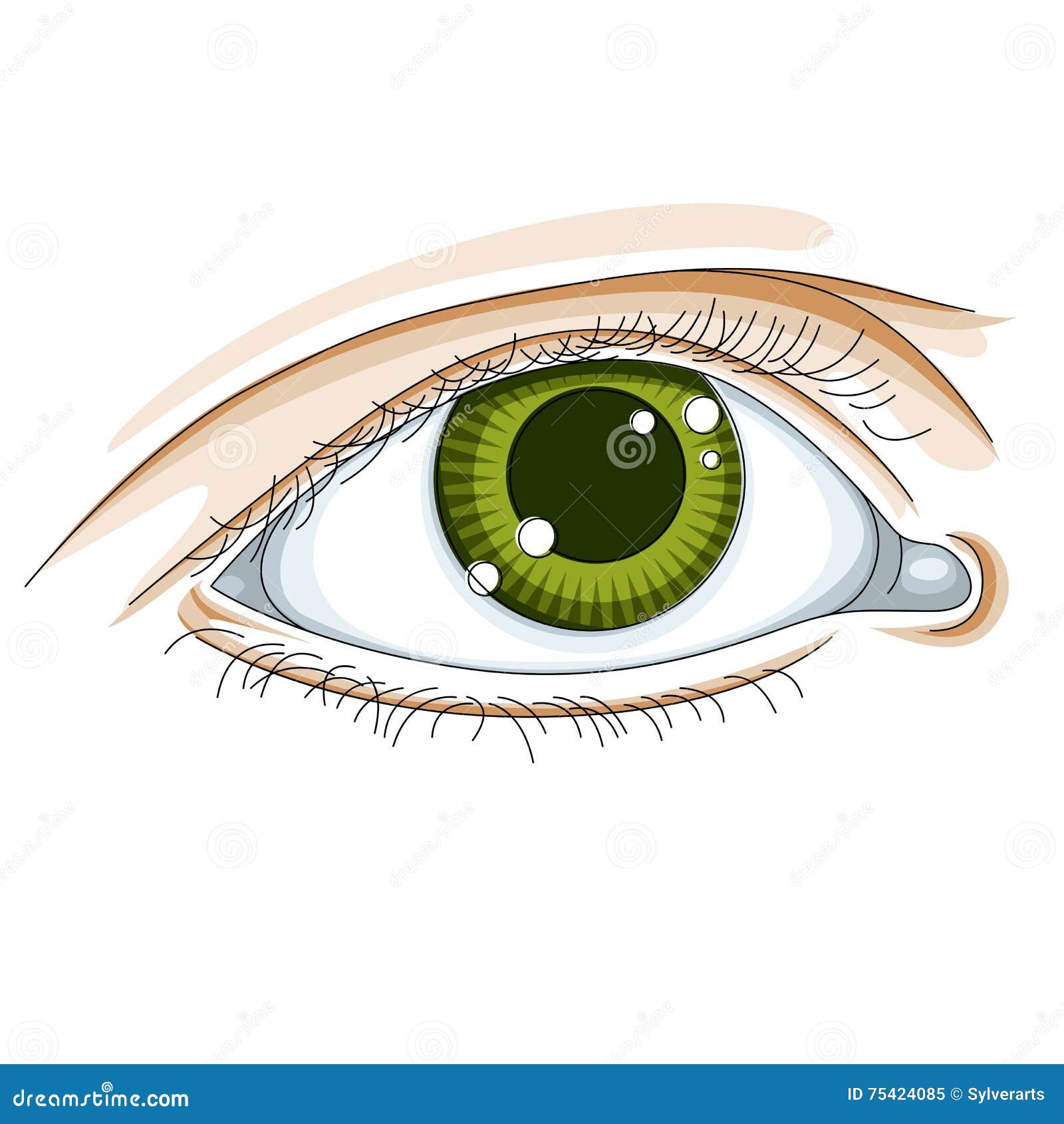 Human eye illustration. stock illustration. Illustration of anatomy ...