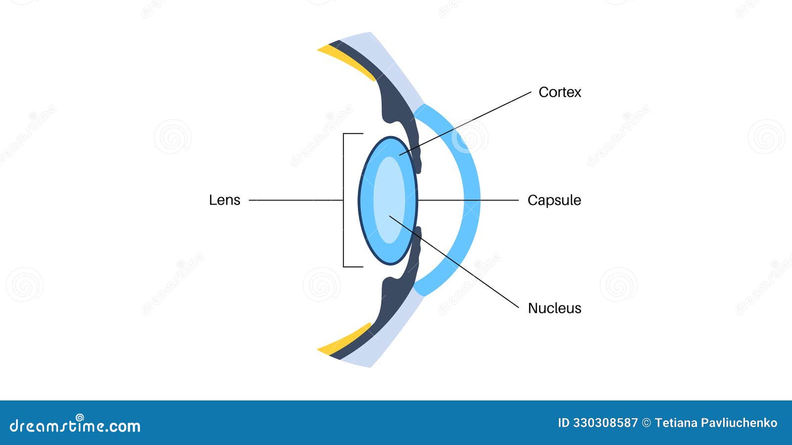 Human eye lens stock illustration. Illustration of vitreous - 330308587